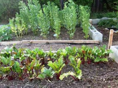 The ABCs of Homesteading – Mother Earth News